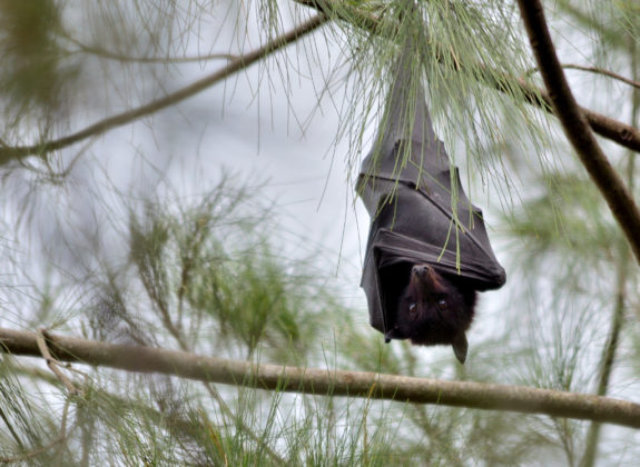 Megabats - Nature's Wildest